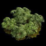 Matonia Pectinata Leptosporangiate Fern 3d model Buy Download 3dbrute