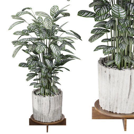 Kentia Marius House Plant 3d model Buy Download 3dbrute