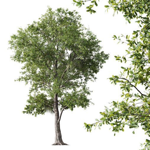 HQ Plants Oak Tree 3d model Buy Download 3dbrute