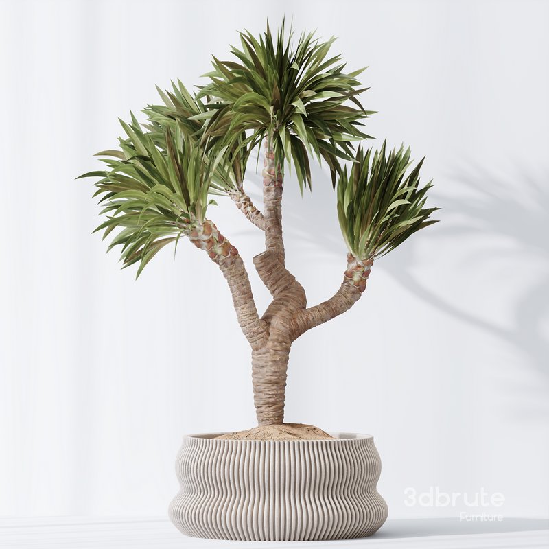 Plants Yucca Elephantipes Gigantea Vase Set01 3d model Buy Download 3dbrute