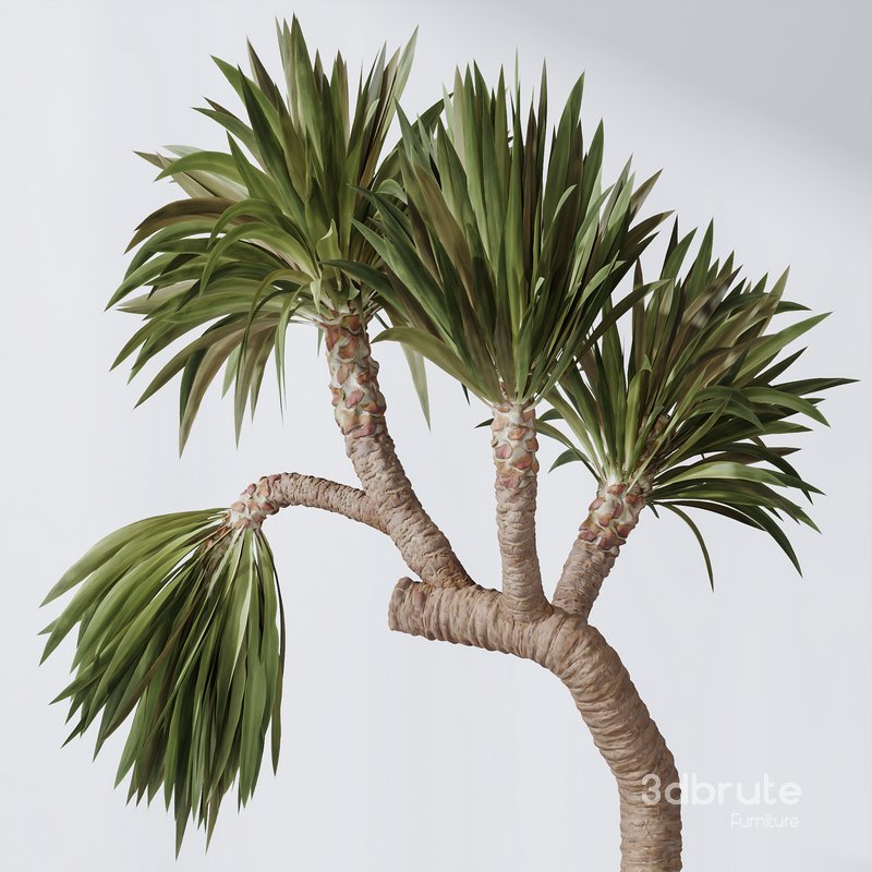 Plants Yucca Elephantipes Gigantea Vase Set01 3d model Buy Download 3dbrute