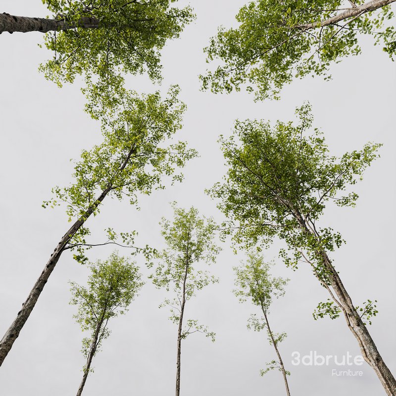Alnus Glutinosa-3 trees 3d model Buy Download 3dbrute