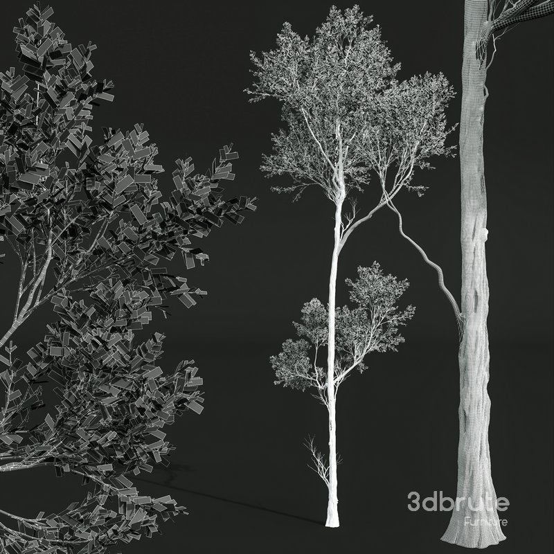 Fagus Grandifolia and Celtis Australis 3d model Buy Download 3dbrute