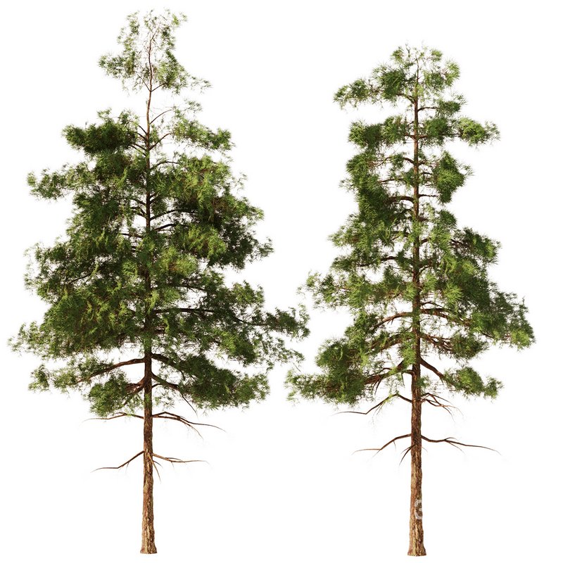Pine tree set2 (3 Trees) 3d model Buy Download 3dbrute