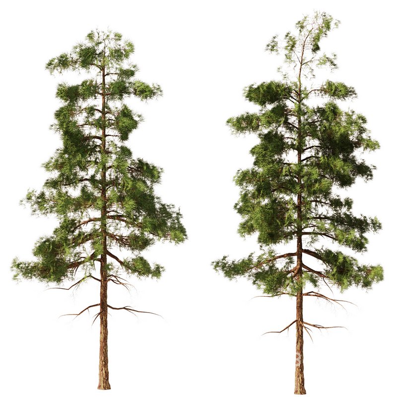 Pine tree set2 (3 Trees) 3d model Buy Download 3dbrute