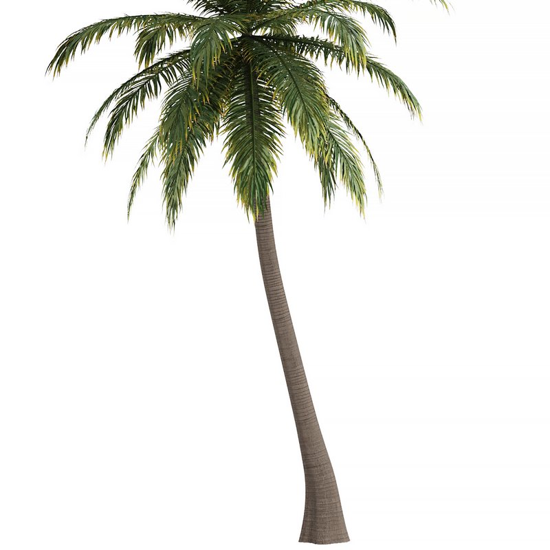 Hawaii Palm Tree 3d model Buy Download 3dbrute