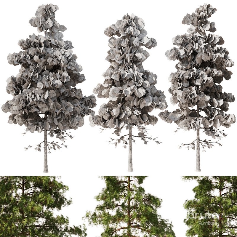 Pine tree set2 (3 Trees) 3d model Buy Download 3dbrute