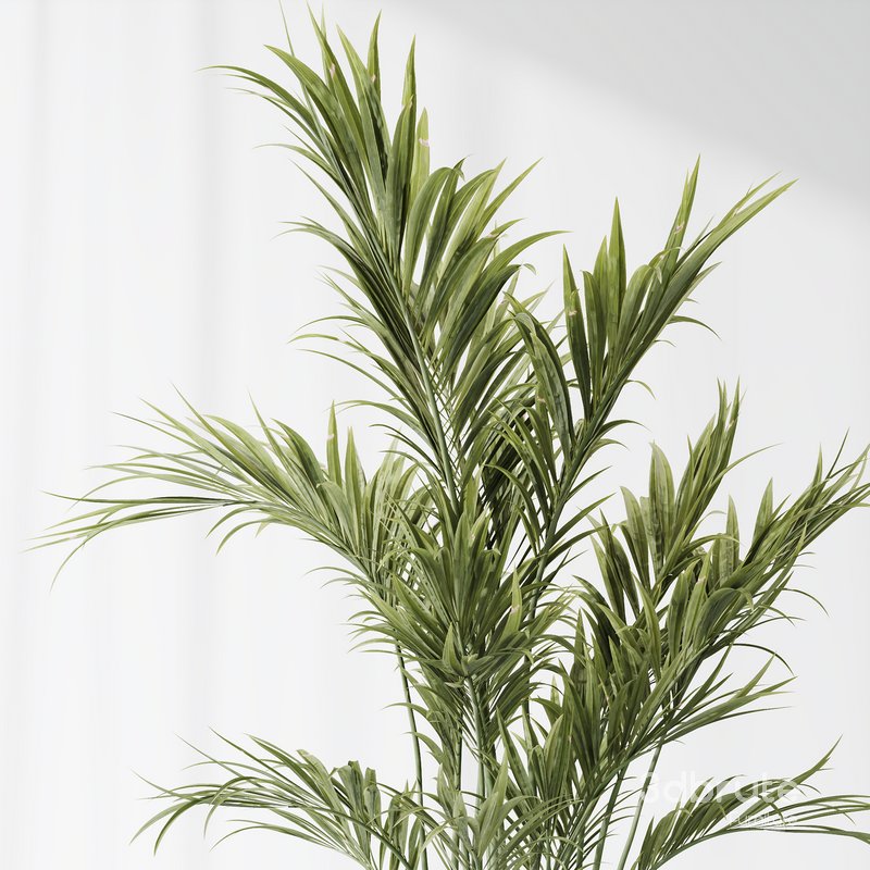 HQ Plants Areca Majesty Cat Reed Palm Set01 3d model Buy Download 3dbrute