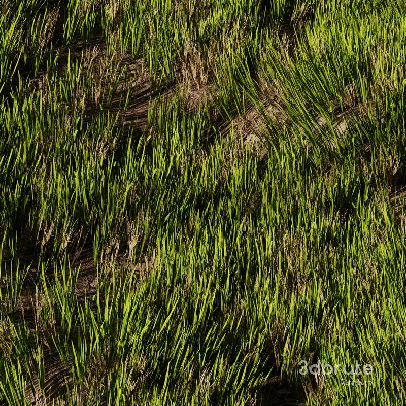 Wild Grass 3d model Buy Download 3dbrute