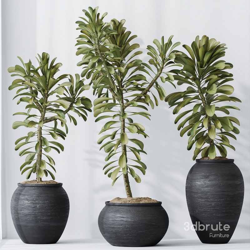 HQ HousePlants Euphorbia Drupifera Sunshine Agaveville Set01 3d model ...