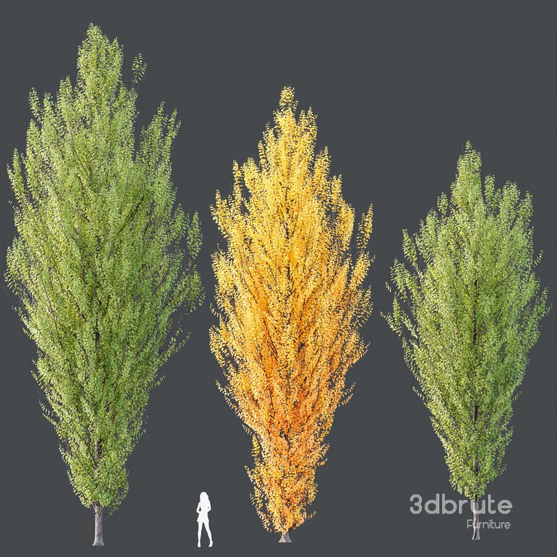 HQ Plants Acer X freemanii Freeman Maple Sapindaceae Armstrong Set03 3d ...