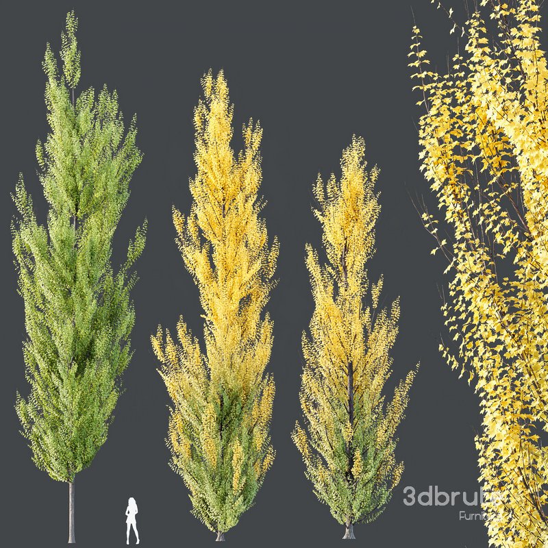 HQ Plants Acer X freemanii Freeman Maple Sapindaceae Armstrong Set02 3d ...