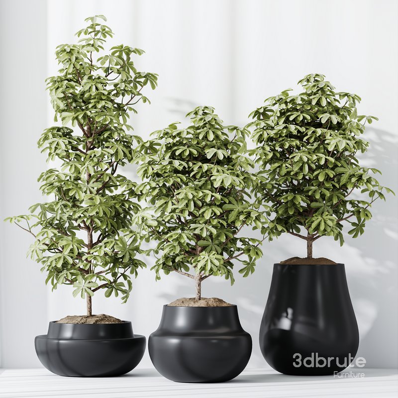 HQ HousePlants Schefflera Arboricola Umbrella Set03 3d model Buy ...