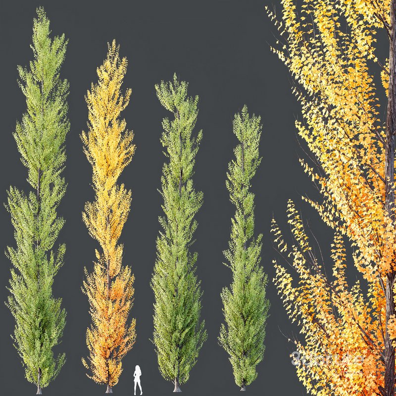 Plants Acer X freemanii Freeman Maple Sapindaceae Armstrong Set04 3d ...