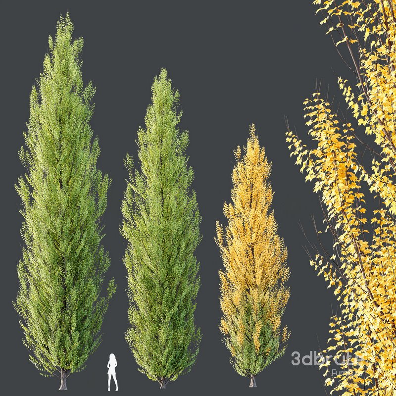 HQ Plants Acer X freemanii Freeman Maple Sapindaceae Armstrong 3d model ...