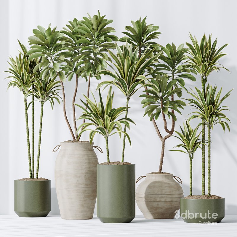 Lemon Cane Dragon and Euphorbia Drupifera set 19 3d model Buy Download ...