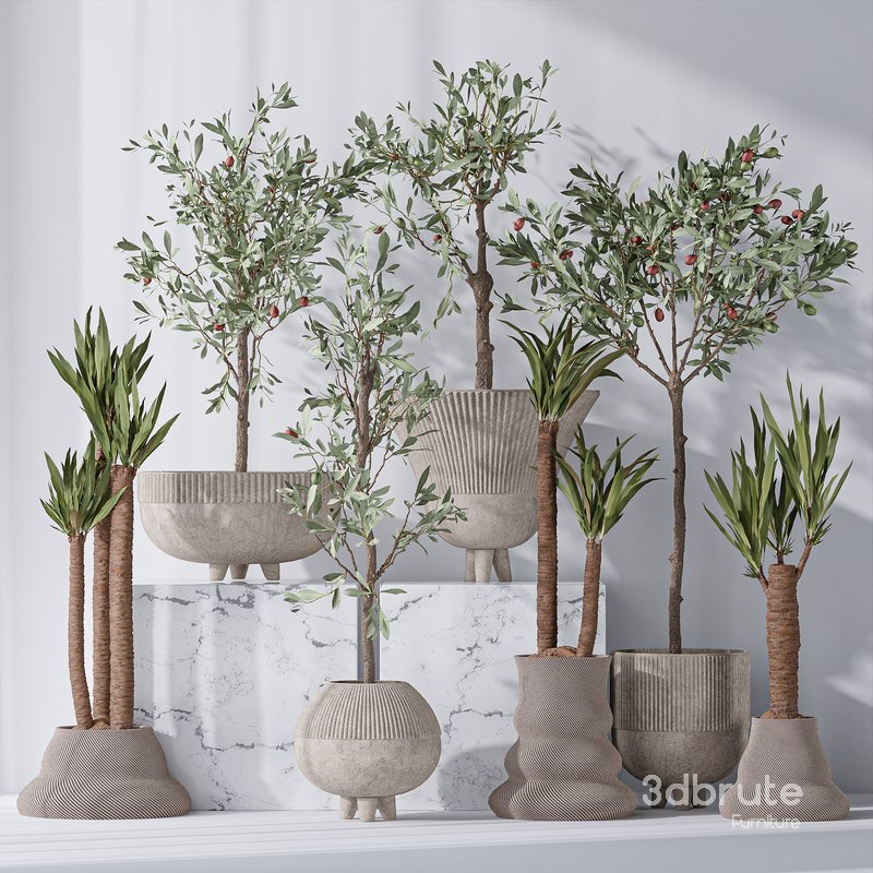 Mission Olive Tree Indoor and Yucca Elephantipes Gigantea Vase 17 3d ...