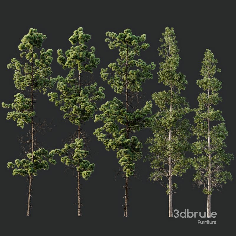 Celtis Australis 04 3d model Buy Download 3dbrute