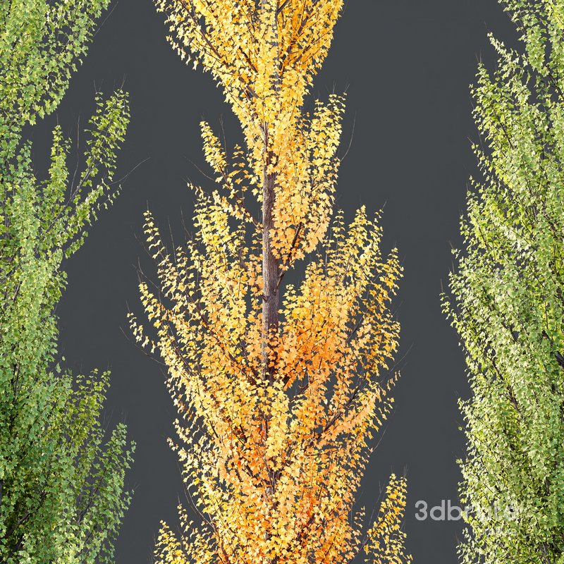 Plants Acer X freemanii Freeman Maple Sapindaceae Armstrong Set04 3d ...