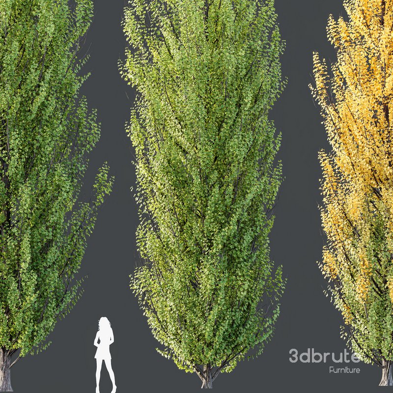 HQ Plants Acer X freemanii Freeman Maple Sapindaceae Armstrong 3d model ...