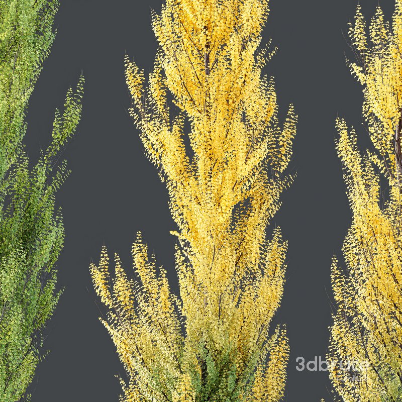 HQ Plants Acer X freemanii Freeman Maple Sapindaceae Armstrong Set02 3d ...