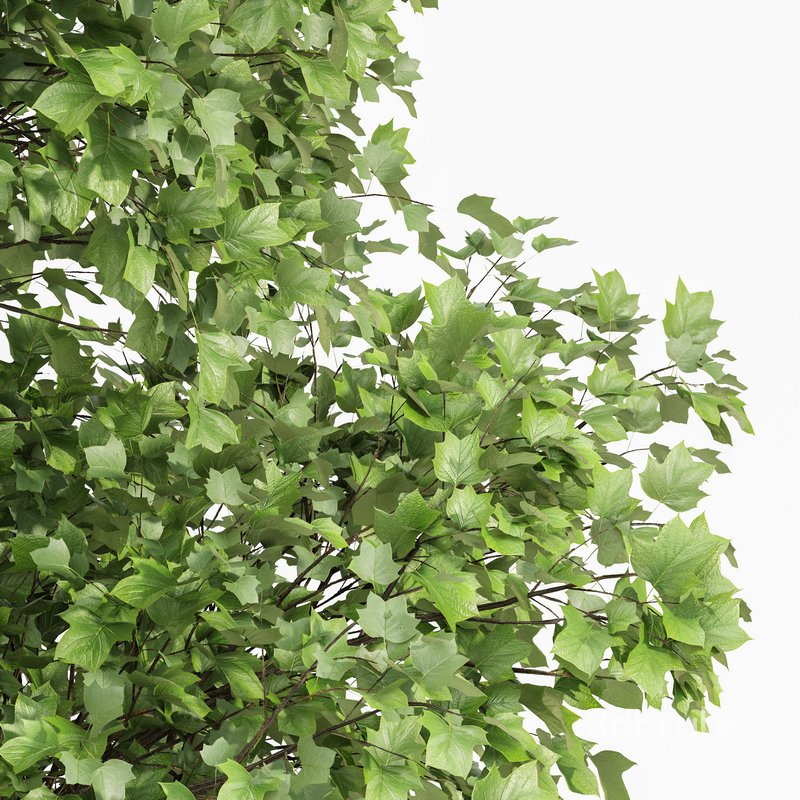 Weeping willow and Tulip poplar 3d model Buy Download 3dbrute