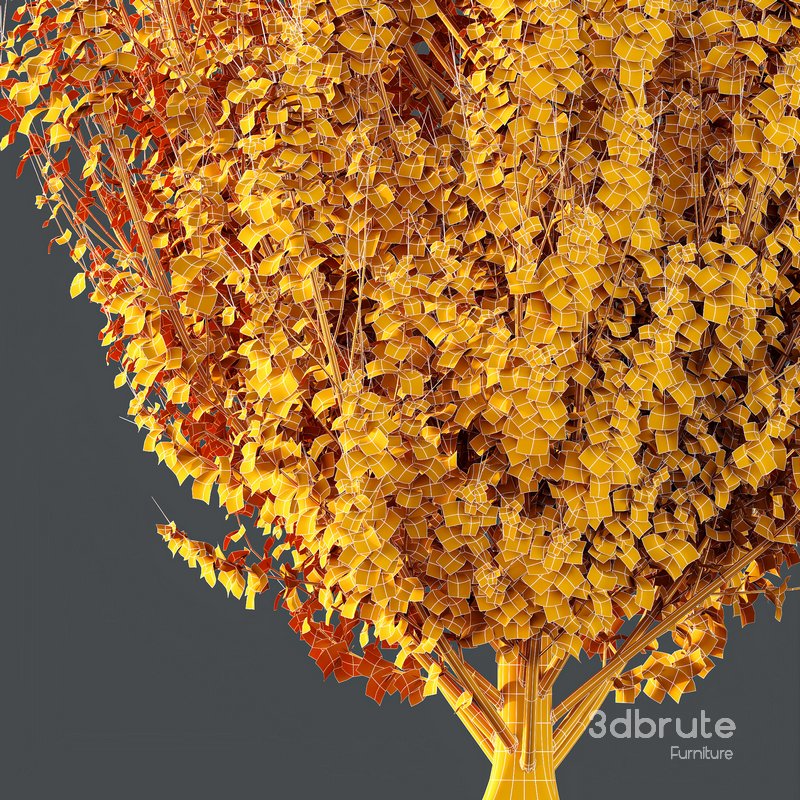 HQ Plants Acer X freemanii Freeman Maple Sapindaceae Armstrong 3d model ...