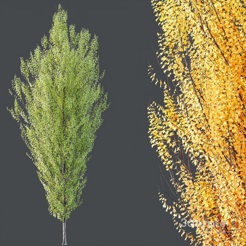 HQ Plants Acer X freemanii Freeman Maple Sapindaceae Armstrong Set03 3d ...