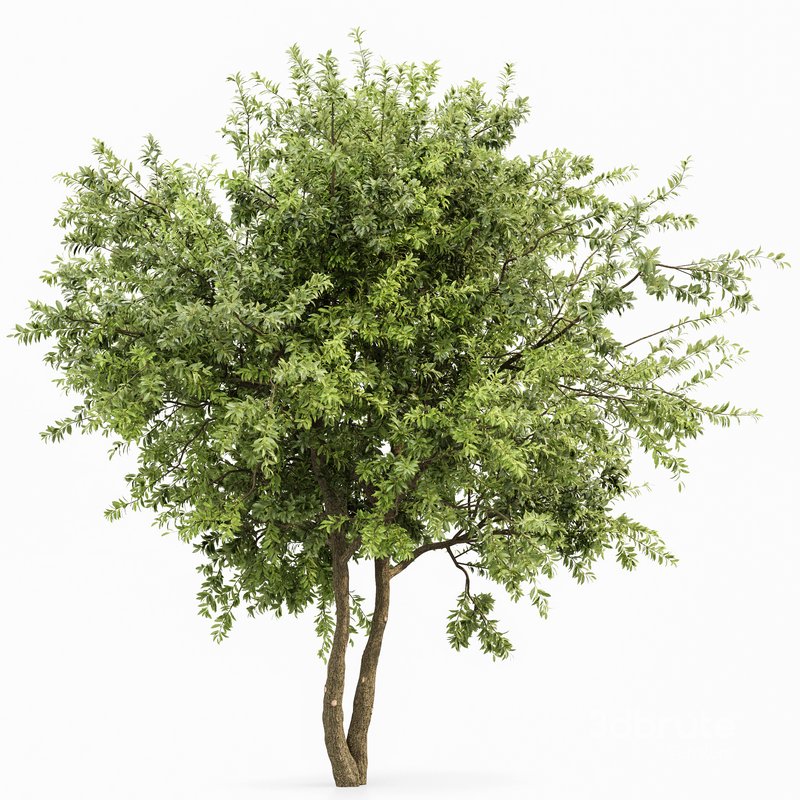 Champaca and Water gum 2 trees 3d model Buy Download 3dbrute