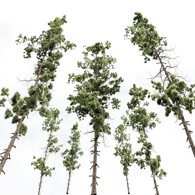 Celtis Australis 04 3d model Buy Download 3dbrute