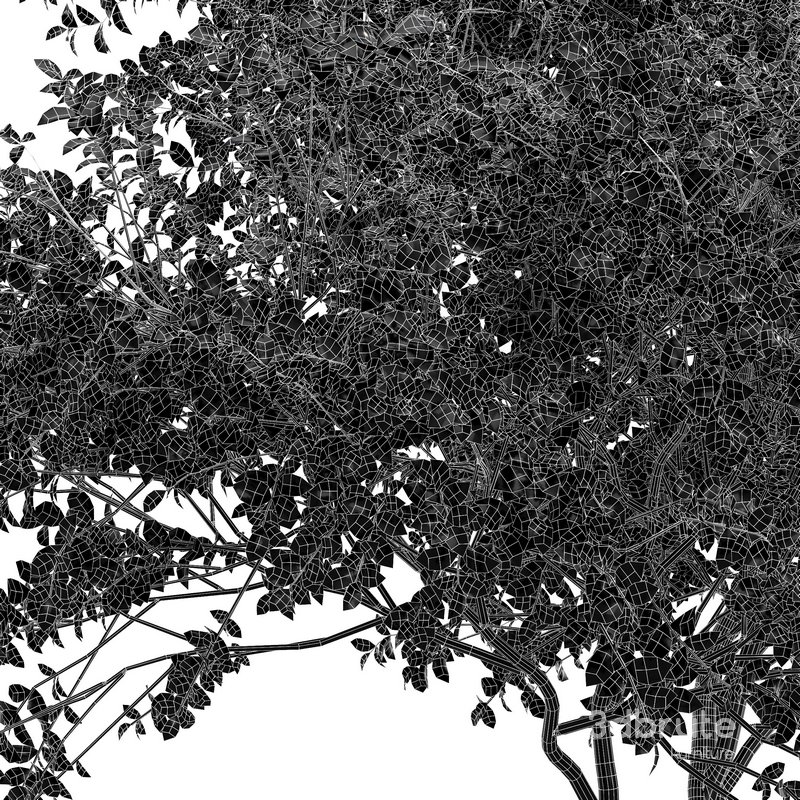 Champaca and Water gum 2 trees 3d model Buy Download 3dbrute