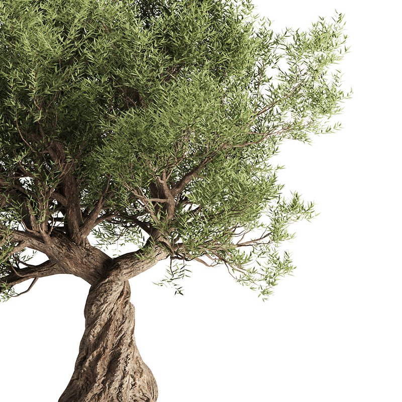 Olive Tree Set10 3d model Buy Download 3dbrute