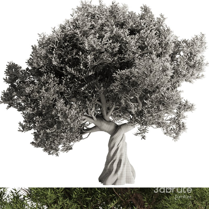 Olive Tree Set10 3d model Buy Download 3dbrute