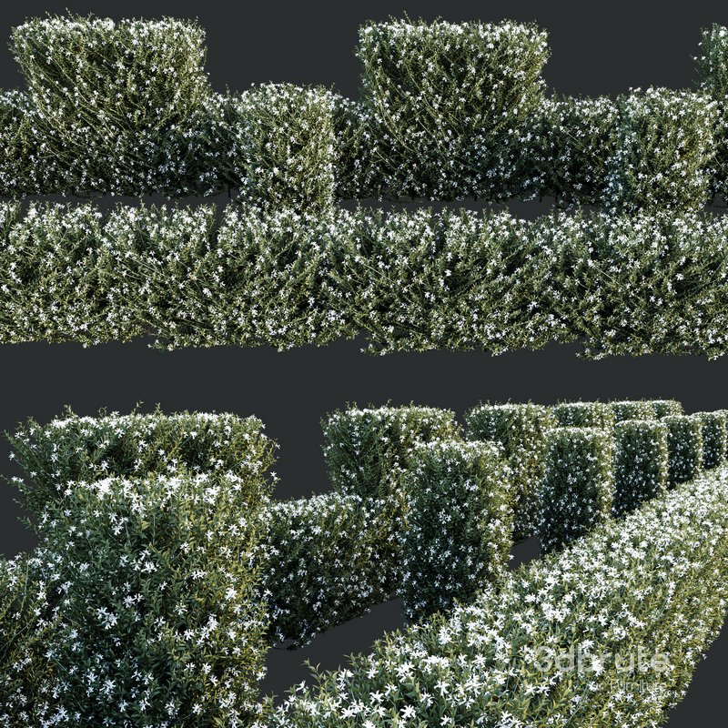 HQ Plants Gray Box Westringia Fruticosa Coastal Rosemary Flower Set03 ...