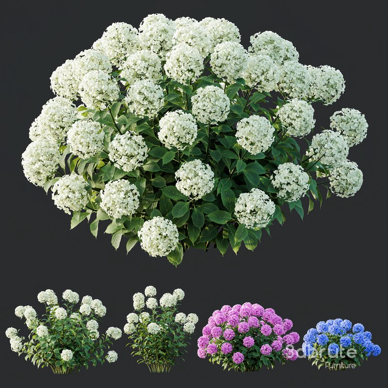 HQ Plants Smooth Wild Hydrangea Arborescens Annabelle 3d model Buy Download 3dbrute