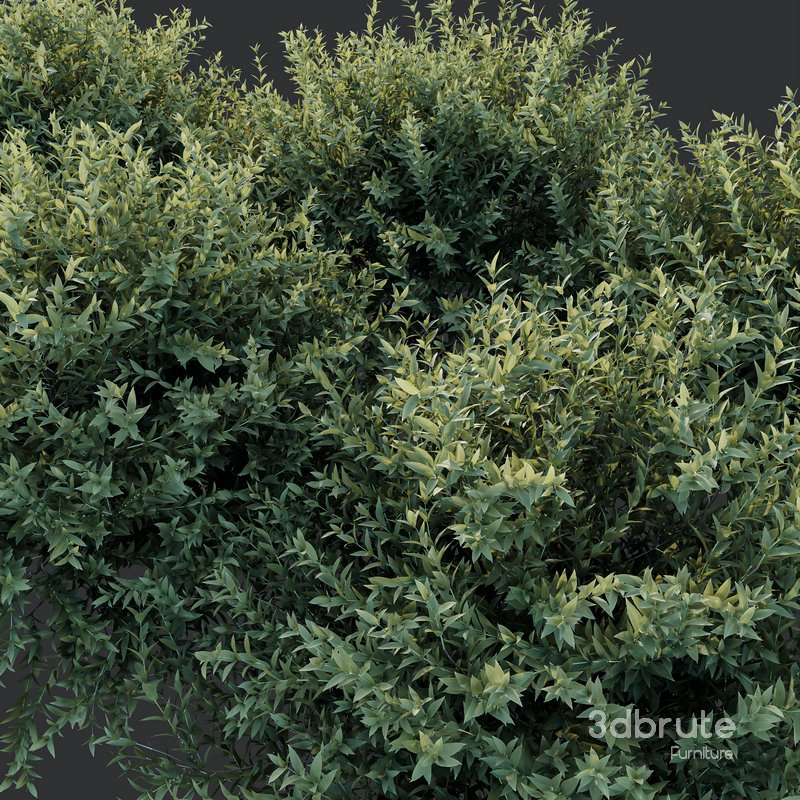 Gray Box Westringia Fruticosa Coastal Rosemary 3d model Buy Download ...