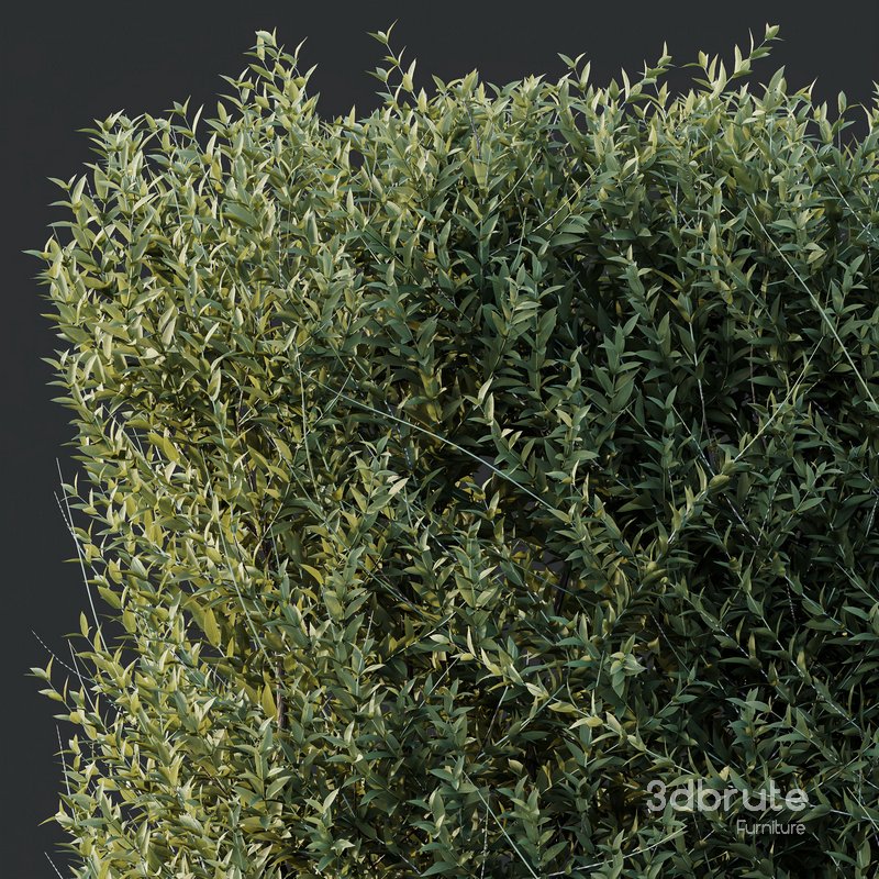 Plants Gray Box Westringia Fruticosa Coastal Rosemary Set03 3d model ...