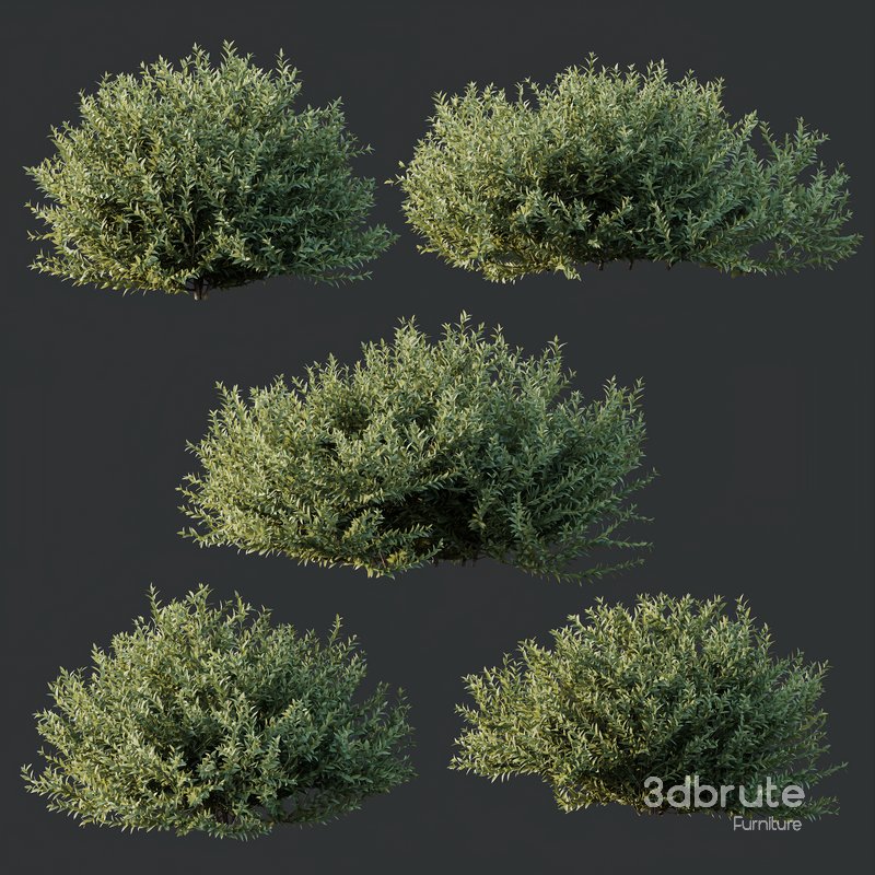HQ Plants Gray Box Westringia Fruticosa Coastal Rosemary 3d model Buy ...