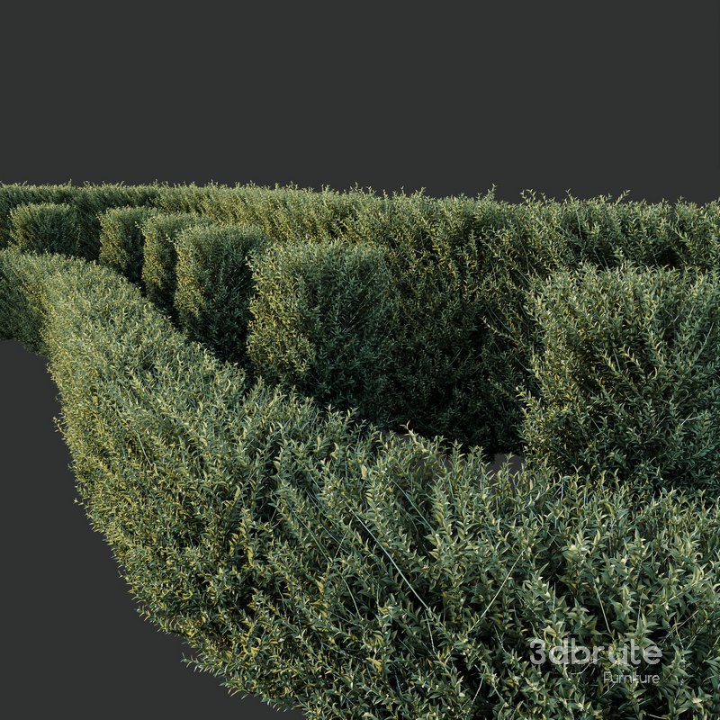 Plants Gray Box Westringia Fruticosa Coastal Rosemary Set03 3d model ...