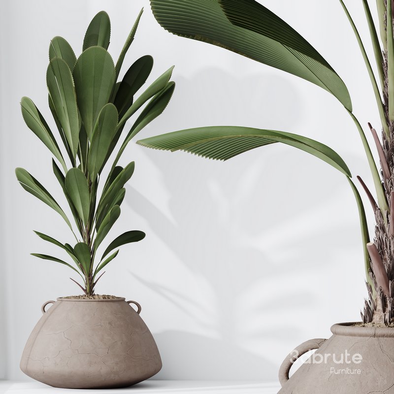 HQ HousePlants Licuala Grandis Ruffled Fan Palm Set02 3d model Buy ...