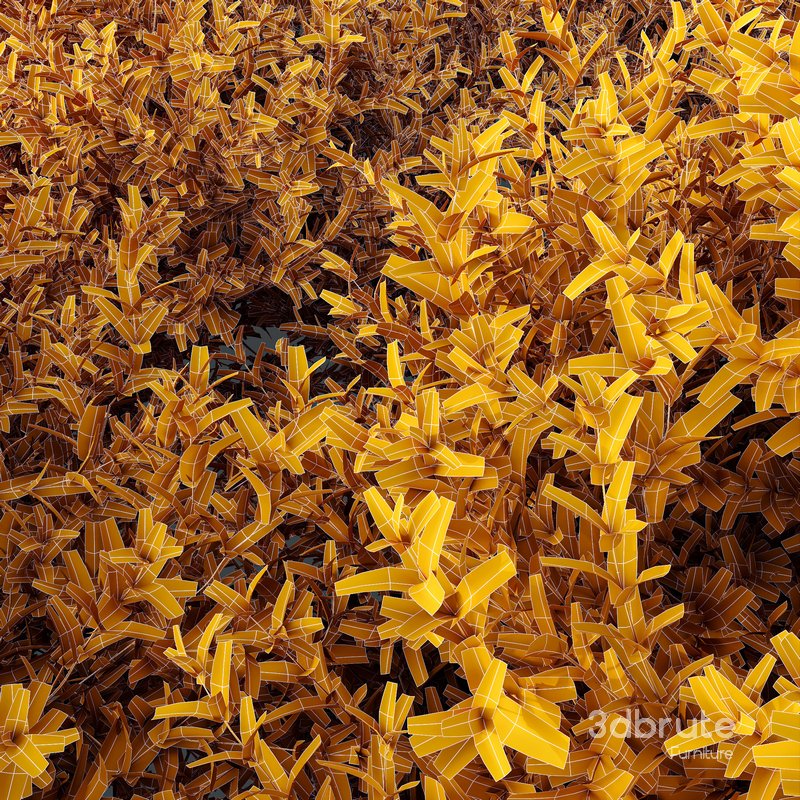 Gray Box Westringia Fruticosa Coastal Rosemary 3d model Buy Download ...