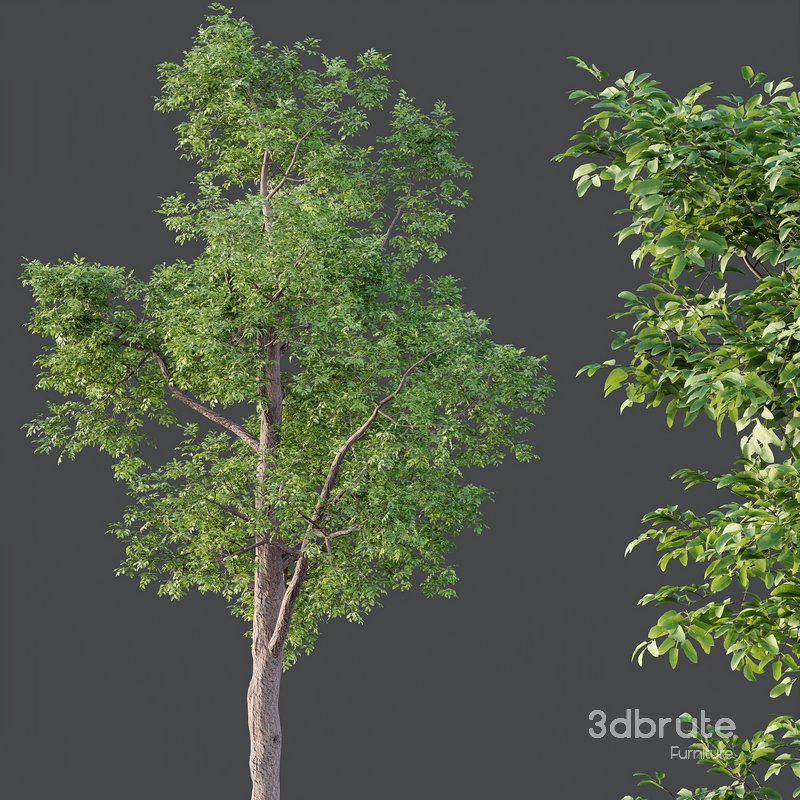 HQ Plants Ash Tree 3d model Buy Download 3dbrute