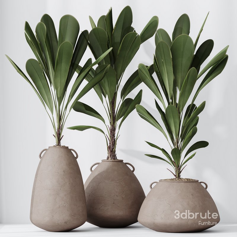 HQ HousePlants Licuala Grandis Ruffled Fan Palm Set02 3d model Buy ...