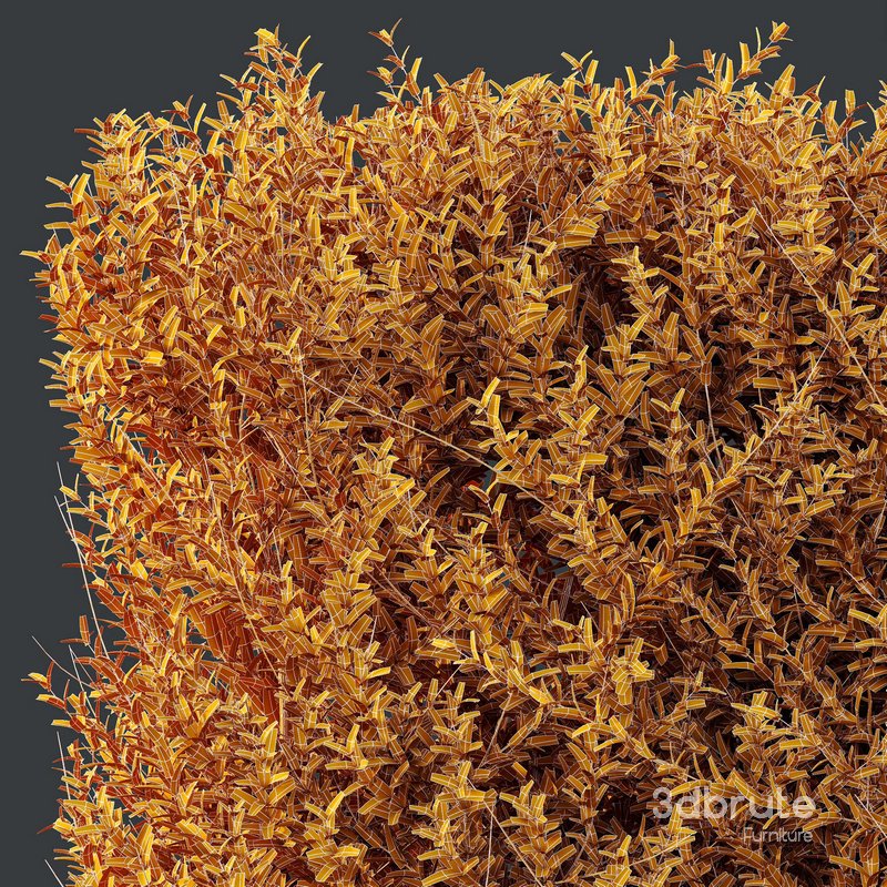 Plants Gray Box Westringia Fruticosa Coastal Rosemary Set03 3d model ...