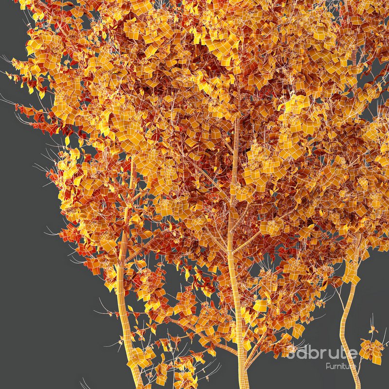 Plants Acer X freemanii Freeman Maple Sapindaceae Autumn Blaze 3d model ...
