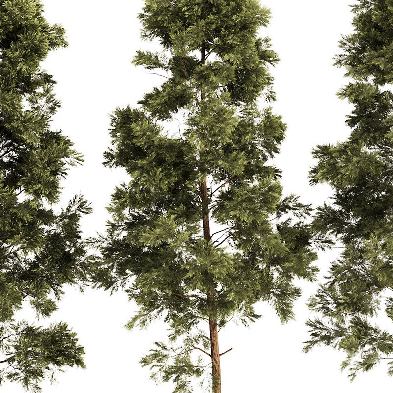 pine tree set 3d model Buy Download 3dbrute