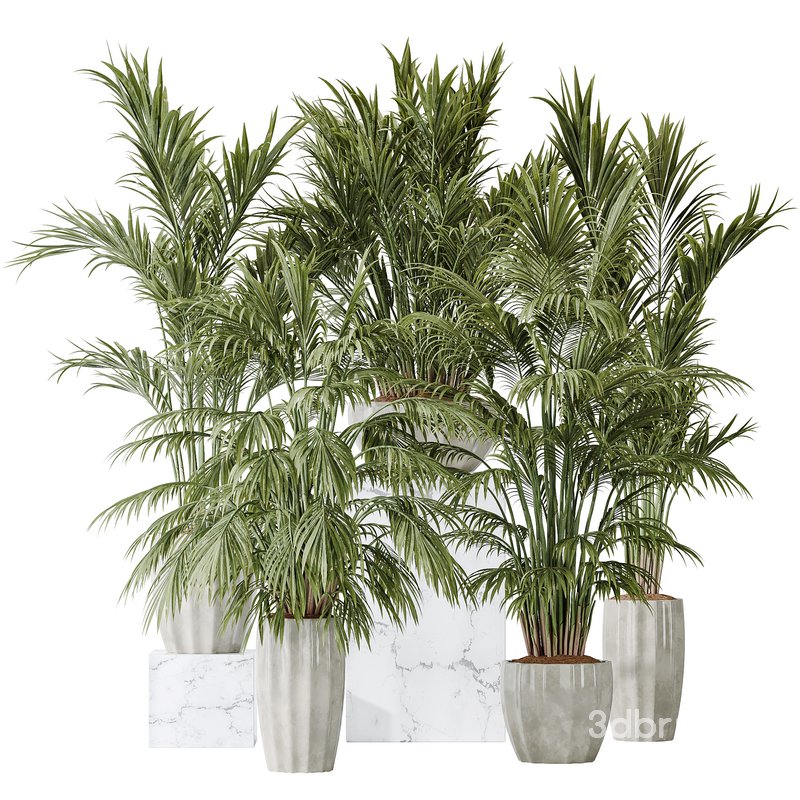 Areca Majesty Cat Reed Palm vases 3d model Buy Download 3dbrute