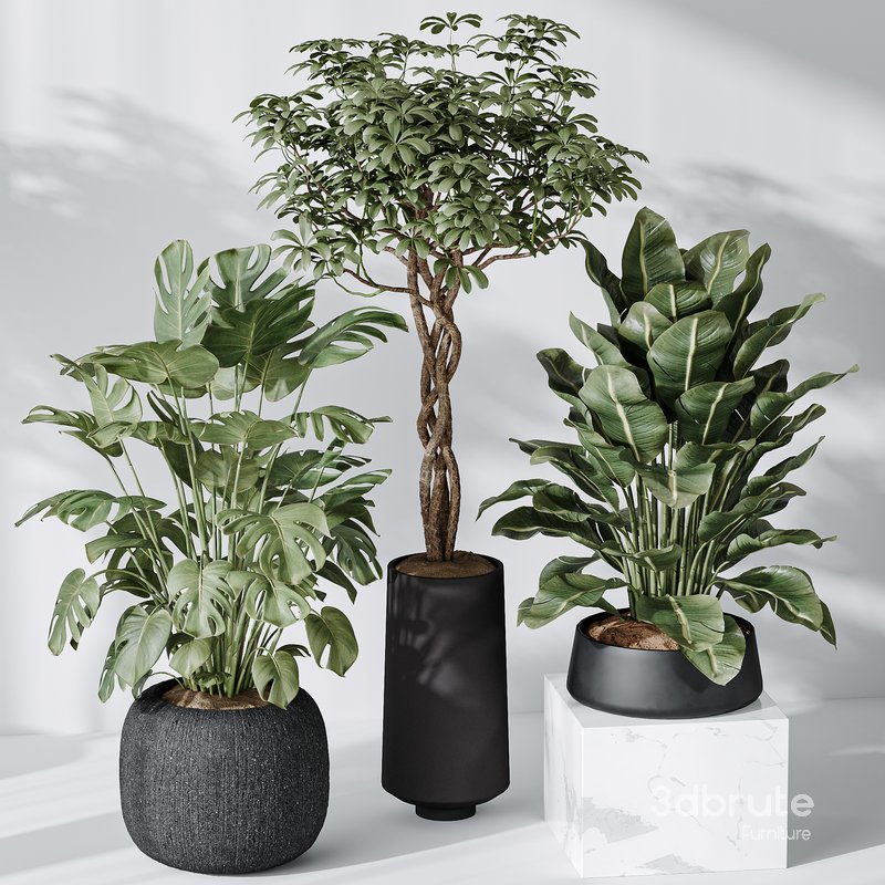 Indoor plant set 04 3d model Buy Download 3dbrute
