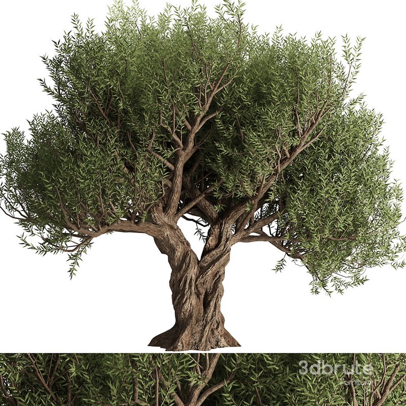 Olive Tree Set12 3d model Buy Download 3dbrute