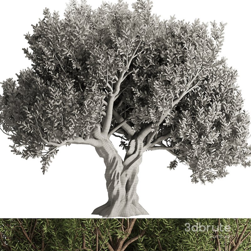 Olive Tree Set12 3d model Buy Download 3dbrute